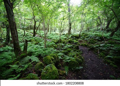 Refreshing Forest Path Mossy Rocks Ferns Stock Photo 1802208808 ...