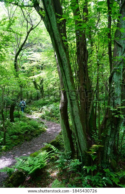 Refreshing Forest Path Sunlight Stock Photo 1845430726 | Shutterstock