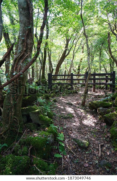 Refreshing Forest Path Sunlight Stock Photo 1873049746 | Shutterstock