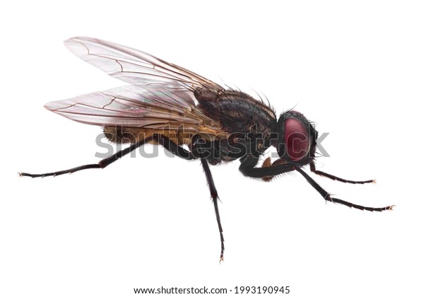 Regular Fly High Resolution No Background Stock Photo 1993190945 ...