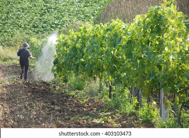 4,422 Spraying grapes Images, Stock Photos & Vectors | Shutterstock