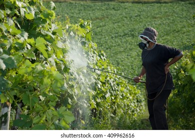 4,422 Spraying grapes Images, Stock Photos & Vectors | Shutterstock