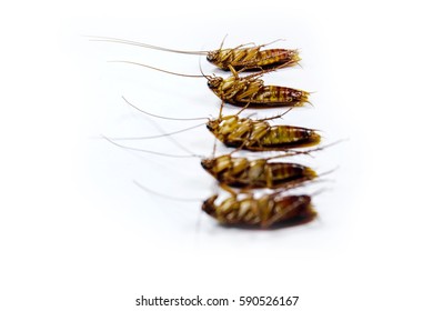 Close Dead Cockroaches Isolate On White Stock Photo 586987802 | Shutterstock