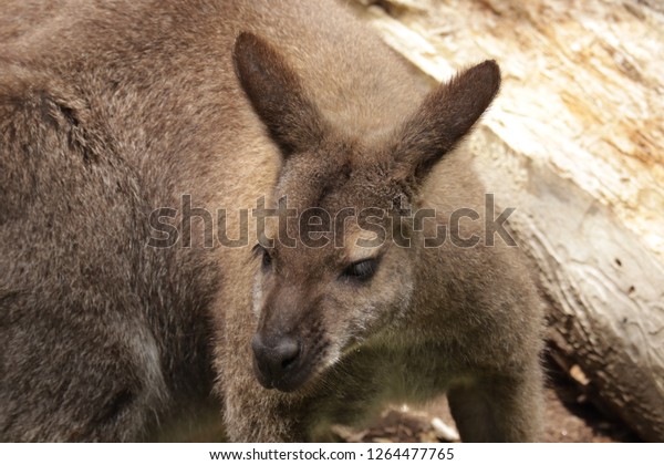Relax Kangaroo Stock Photo 1264477765 | Shutterstock