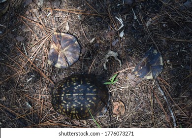 413 Empty turtle shell Images, Stock Photos & Vectors | Shutterstock