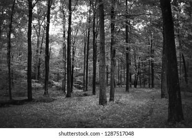 Remote Forest Full Trees Stock Photo 1287517048 | Shutterstock