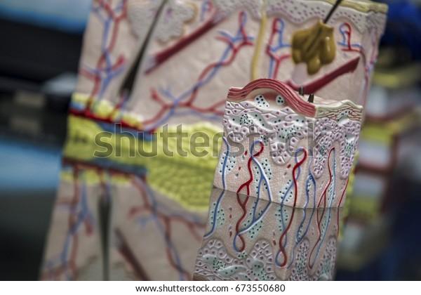 Replication Human Skin Cells Reflection On Stock Photo 673550680 ...