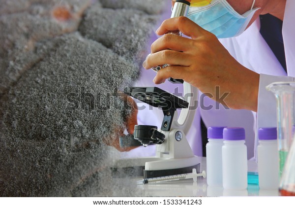 Resarcher Using Microscope Learning Moldy Bread Stock Photo 1533341243 ...