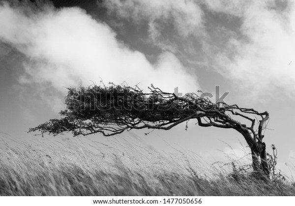 Resilient Lone Tree Bends Elements Strength Stock Photo (Edit Now ...