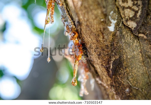 Resin On Tree : photo de stock (modifier maintenant) 710503147