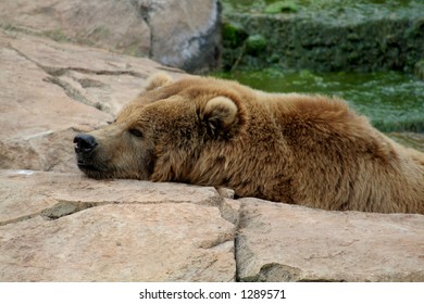 Resting Bear Stock Photo 1289571 | Shutterstock