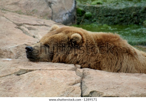 Resting Bear Stock Photo 1289571 | Shutterstock