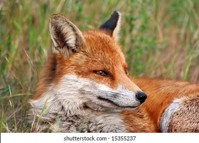 Crouched Fox That Enjoys Twilight Looking Stock Photo (Edit Now) 1630878745