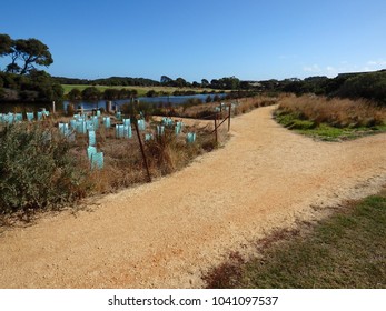 Restoring Environment Native Vegetation Framework Plants Stock Photo ...