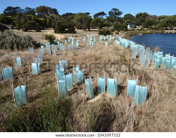 Restoring Environment Native Vegetation Framework Plants Stock Photo ...