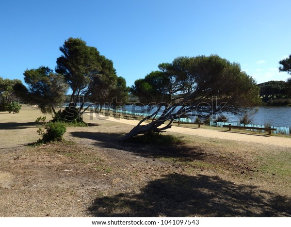 Restoring Environment Native Vegetation Framework Plants Stock Photo ...