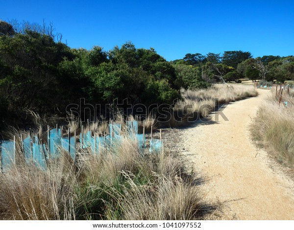 Restoring Environment Native Vegetation Framework Plants Stock Photo ...