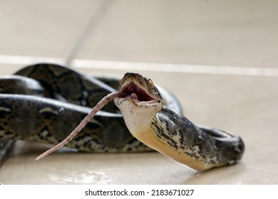 8,888 imágenes de Python reticulado - Imágenes, fotos y vectores de ...