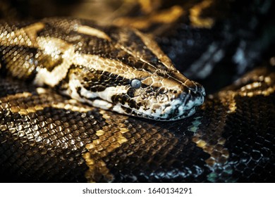 225 Malayopython Images, Stock Photos & Vectors | Shutterstock