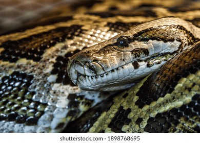 1,145 imágenes de Reticulatus del python - Imágenes, fotos y vectores ...