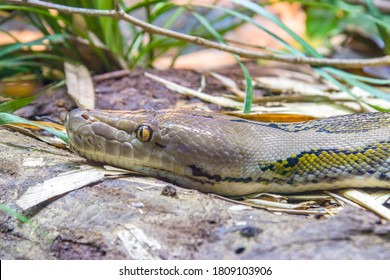 225 Malayopython Images, Stock Photos & Vectors | Shutterstock