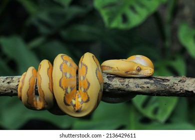 225 Malayopython Images, Stock Photos & Vectors | Shutterstock