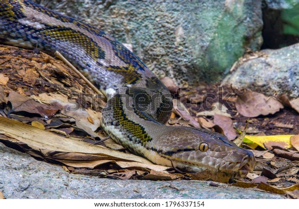 67 Reticulat Images, Stock Photos & Vectors | Shutterstock