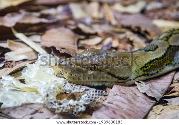 Reticulated Python Malayopython Reticulatus Species Snake Stock Photo ...