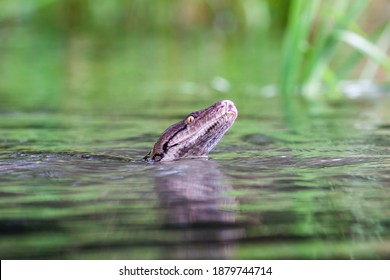 Stock Photo and Image Portfolio by Wild Carpathians | Shutterstock
