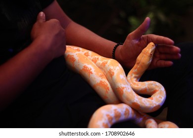 Reticulated Python Non Venomous Snake Native Stock Photo 1708902646 ...