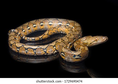 1,145 imágenes de Reticulatus del python - Imágenes, fotos y vectores ...