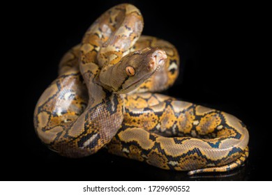 Reticulated Python Python Reticulatus Isolated On Stock Photo ...