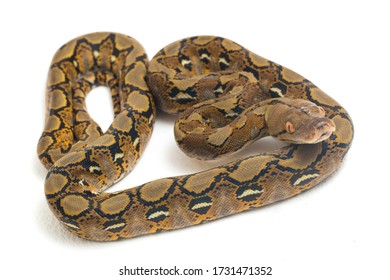 3,788 Reticulatus Images, Stock Photos & Vectors | Shutterstock