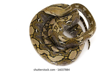 3,173 Reticulated python Images, Stock Photos & Vectors | Shutterstock