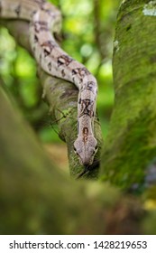 Candoia Carinata Known Commonly Candoia Ground Stock Photo (Edit Now ...