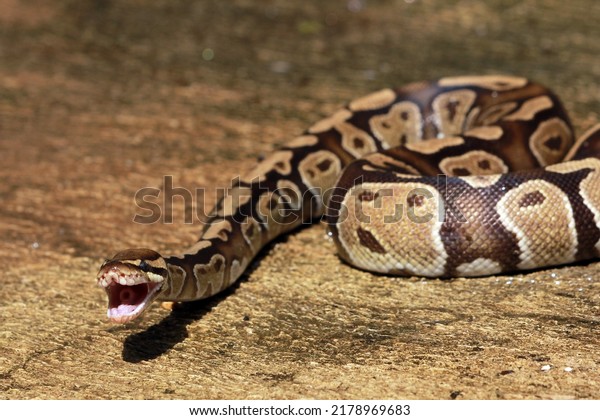 Reticulated Pythons Longest Snake Species World Stock Photo 2178969683 ...