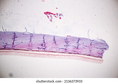 Retina Human Under Microscope View Education Stock Photo 2136373933 ...