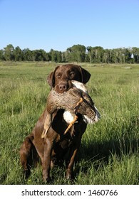 Retrieving Duck Stock Photo 1460766 | Shutterstock