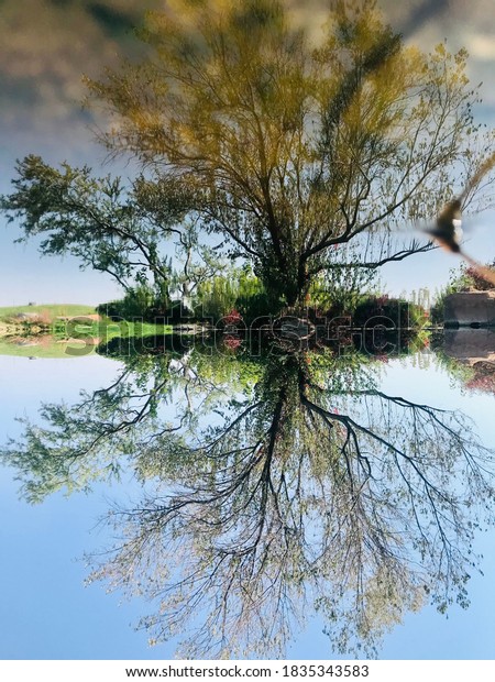 Reverse Tree Reflecting Water Stock Photo 1835343583 | Shutterstock
