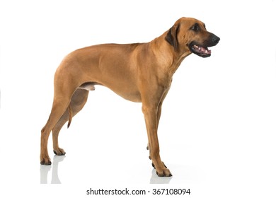 Rhodesian Ridgeback Stock Photo 367108094 | Shutterstock