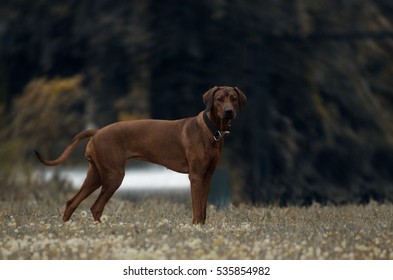 Full Grown Bullmastiff Walking Throgugh Off Stock Photo (Edit Now ...
