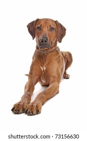Rhodesian Ridgeback Labrador Retriever Mixed Breed Stockfoto 628854230 ...