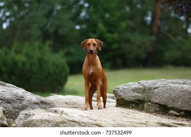 1,253 Westminster Dog Show Images, Stock Photos & Vectors | Shutterstock