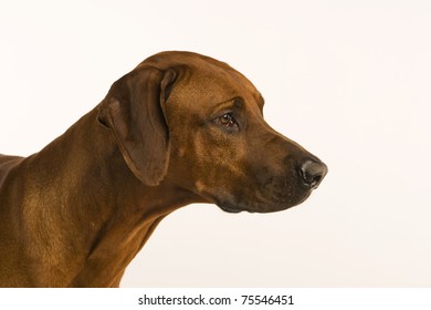 Rhodesian Ridgeback Close Stock Photo 75546451 | Shutterstock