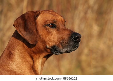 Rhodesian Ridgeback Portrait Stock Photo 89686102 | Shutterstock