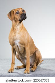 Rhodesian Ridgeback Sitting Studio Stock Photo 220867333 | Shutterstock