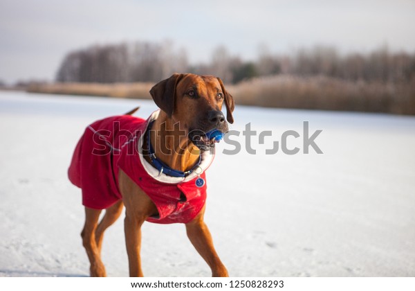 Rhodesian Ridgeback Wearing Red Jacket Fetching Stock Photo 1250828293 ...