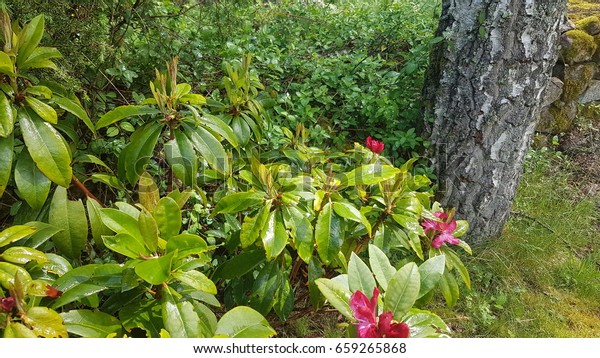 Rhododendron Tree Trunk Stock Photo 659265868 | Shutterstock