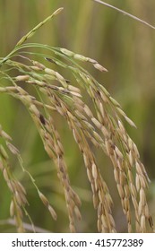 Beautiful White Kash Kans Grass Flower Stock Photo 2203553937 ...