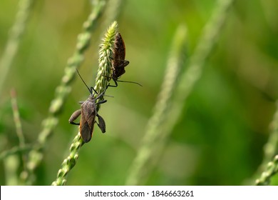 Rice Ear Bug Mating Stock Photo 1846663261 | Shutterstock